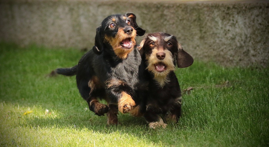 Accueil - Elevage Du Manoir De Guildford - éleveur de chiens Teckel ...